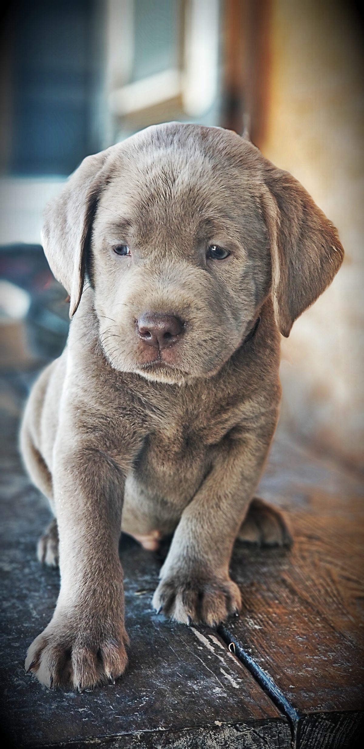 SILVER LABRADOR BREEDER TEXAS | AKC Registered Labradors USA