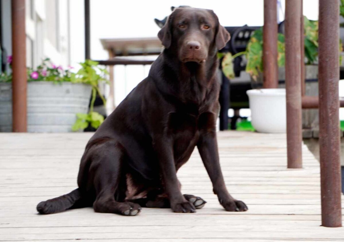 Top Lab Breeder in North Texas | Female Labradors | AKC Registered ...