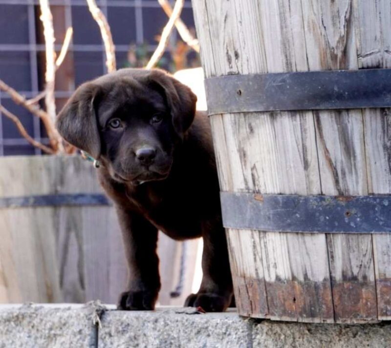 Top Lab Breeder in North Texas | Female Labradors | AKC Registered ...